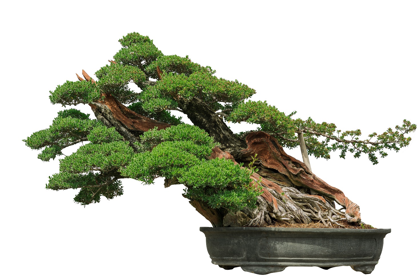 Bonsai Photo Of The Day 12/29/2016 Slanting Style – Bonsai Jack