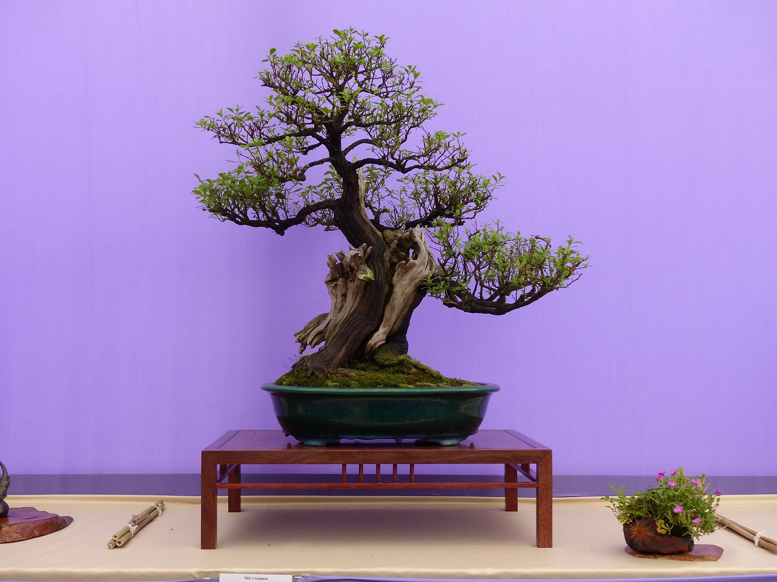Bonsai Photo Of The Day 12/30/2016 Escallonia Bonsai Tree – Bonsai Jack