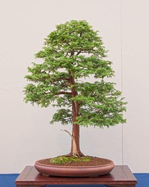Bonsai Photo of the Day 11-12-2018 – Bonsai Jack