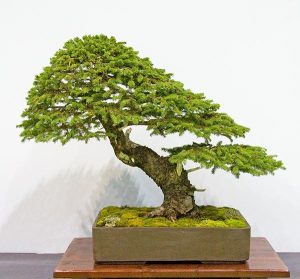 Bonsai Photo of the Day 11-14-2018 – Bonsai Jack